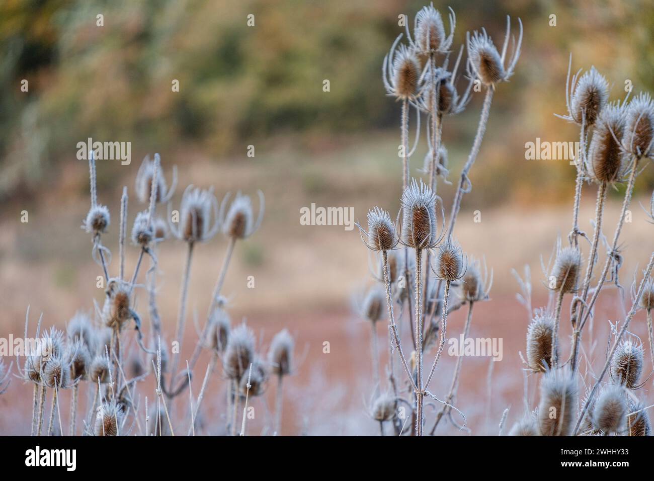 Morphology of plants hi-res stock photography and images - Alamy