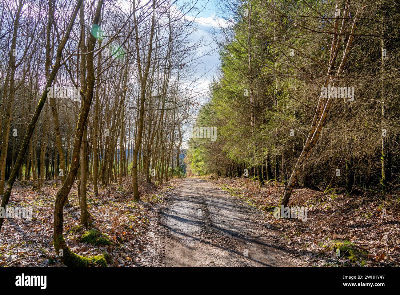 Scene in the forest in the Ardennes, Belgium Stock Photo - Alamy