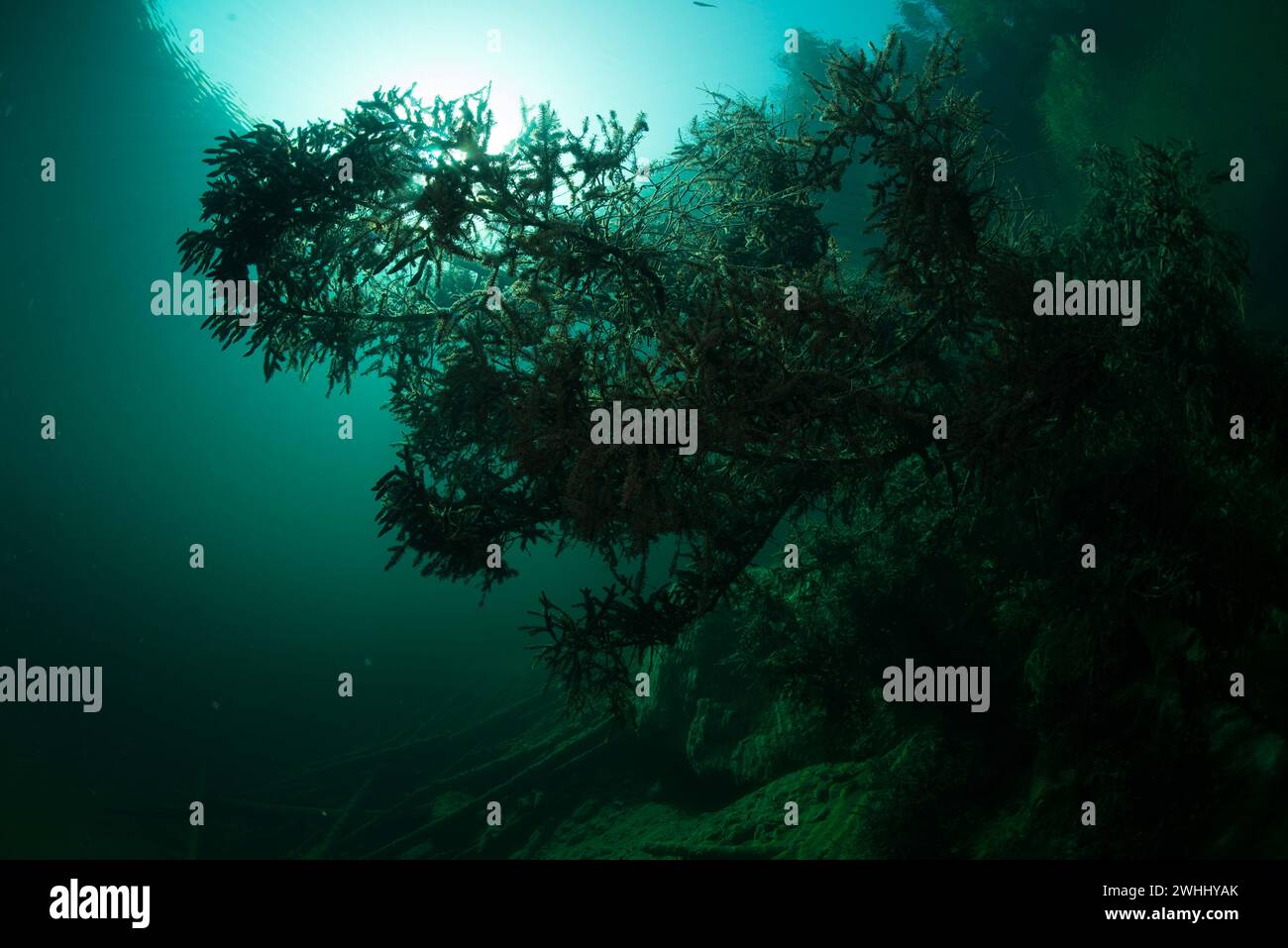 Mountain Lake - underwater Stock Photo - Alamy
