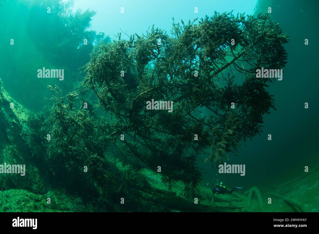 Mountain Lake - underwater Stock Photo - Alamy
