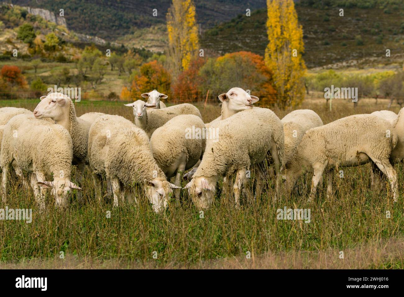 Ovejas de tierra hi-res stock photography and images - Alamy