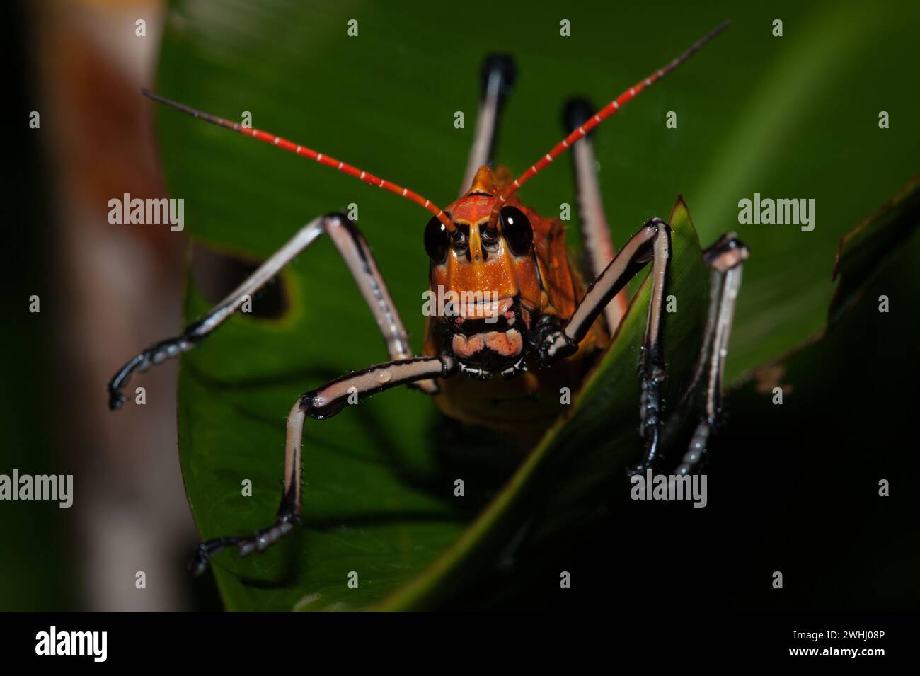 Cricket costa rica hi-res stock photography and images - Alamy