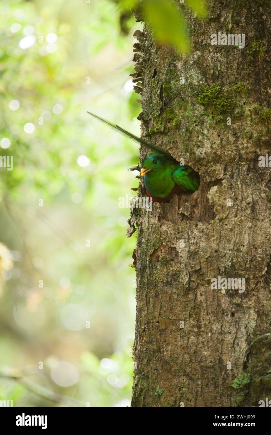 Resplendent quetzal close hi-res stock photography and images - Alamy