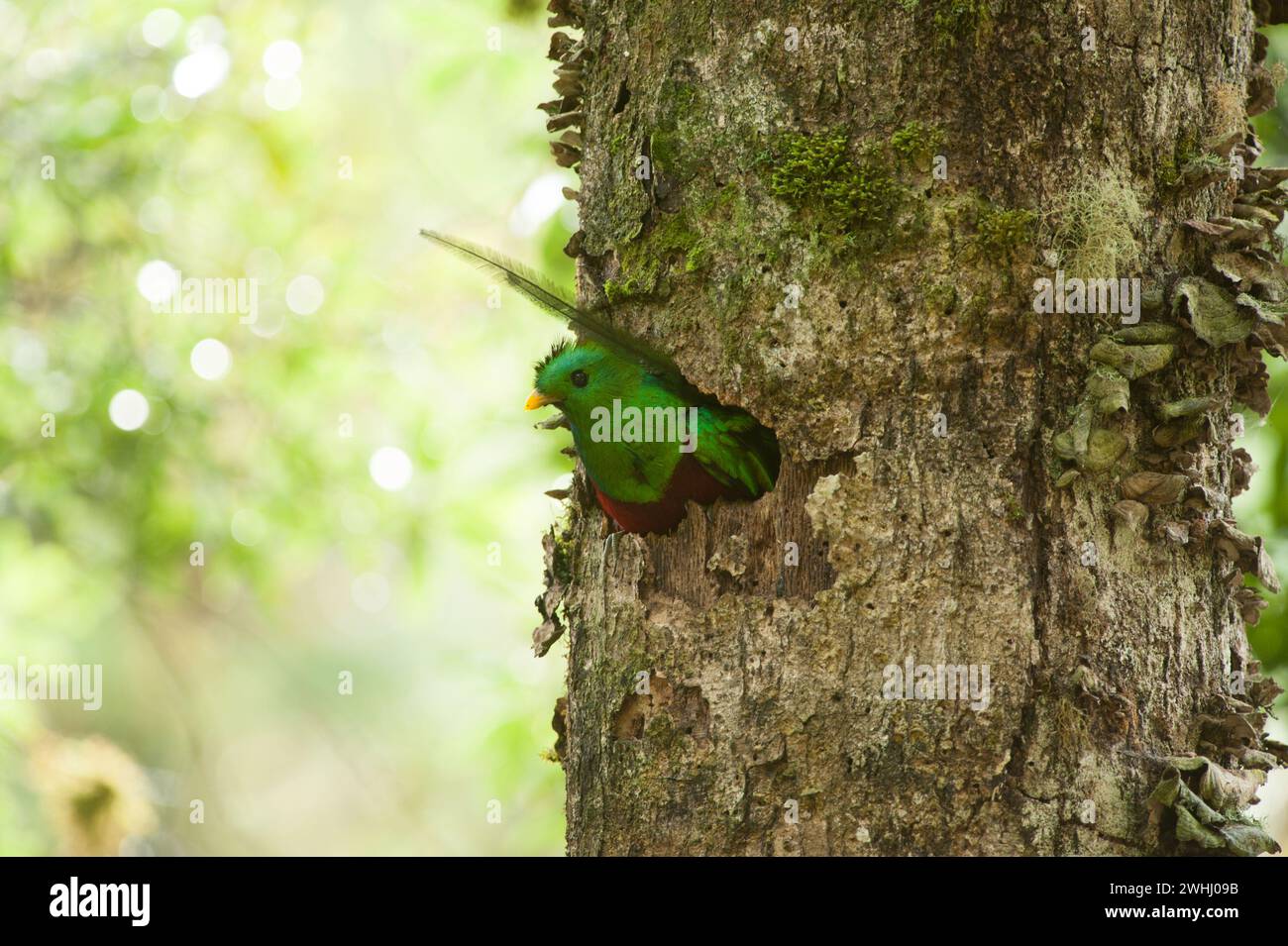 Resplendent quetzal close hi-res stock photography and images - Alamy