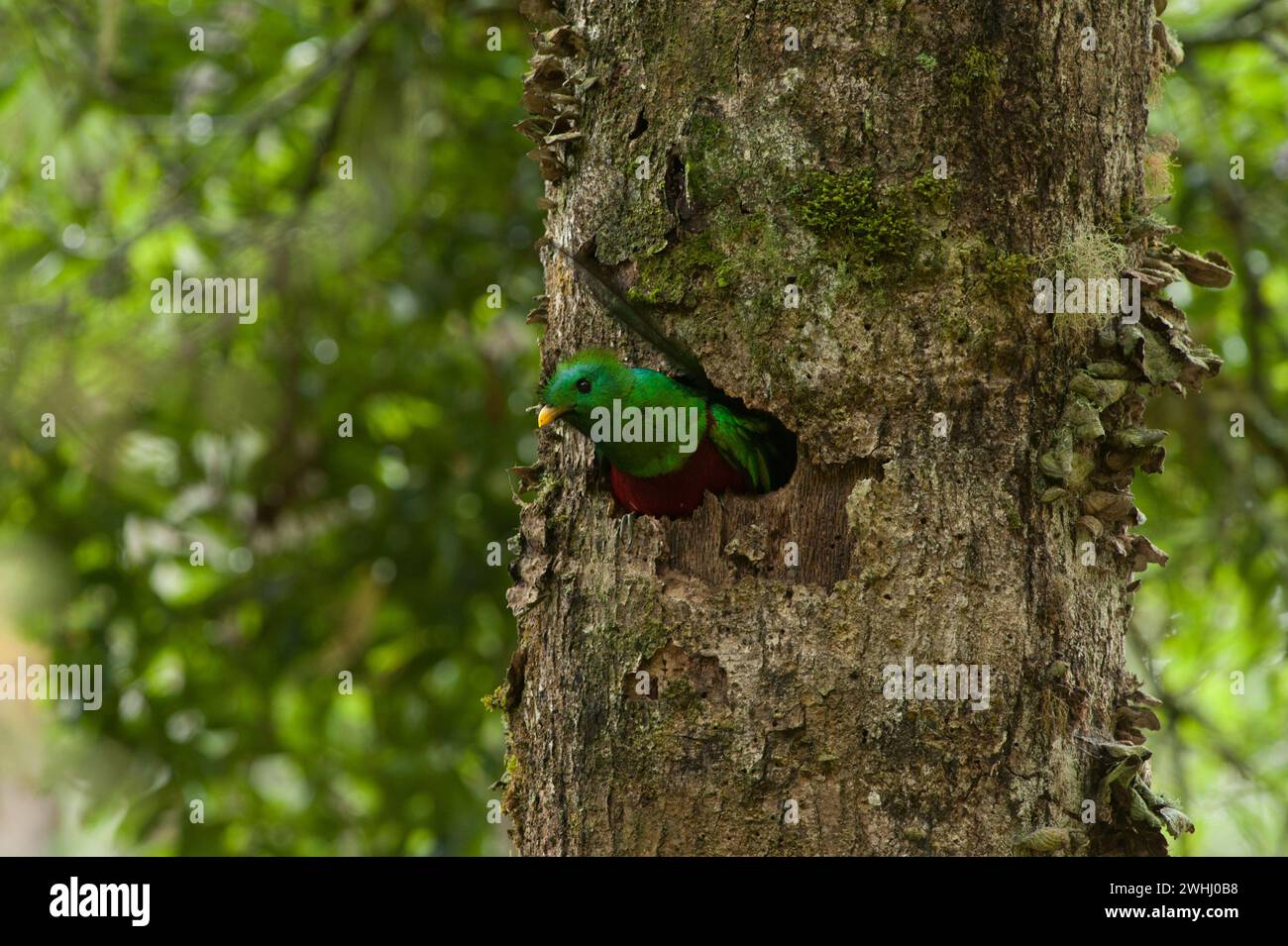 Quetzal pharomachrus mocinno close hi-res stock photography and images ...