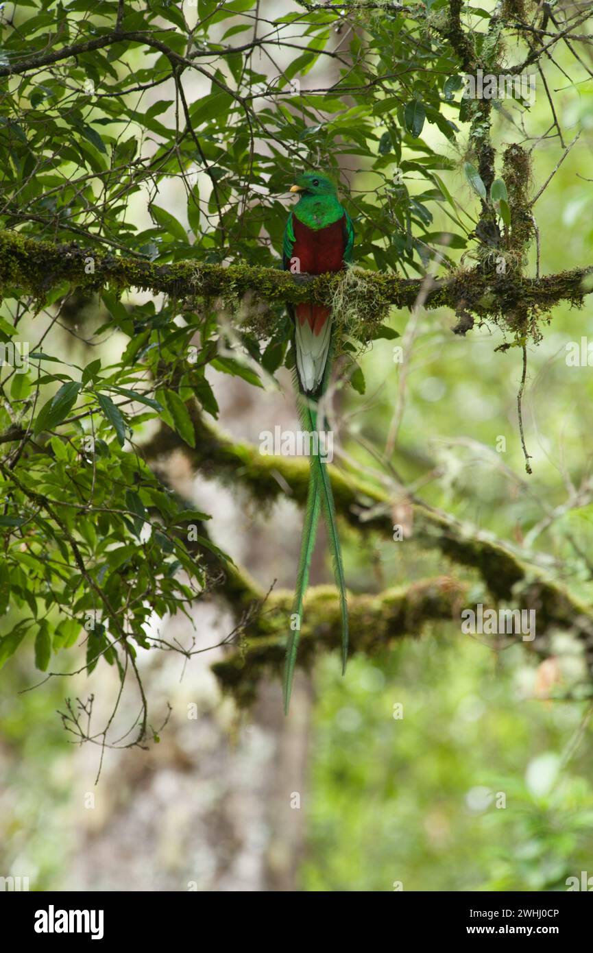 Resplendent quetzal close hi-res stock photography and images - Alamy