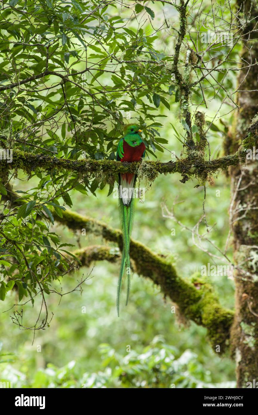 Resplendent quetzal close hi-res stock photography and images - Alamy