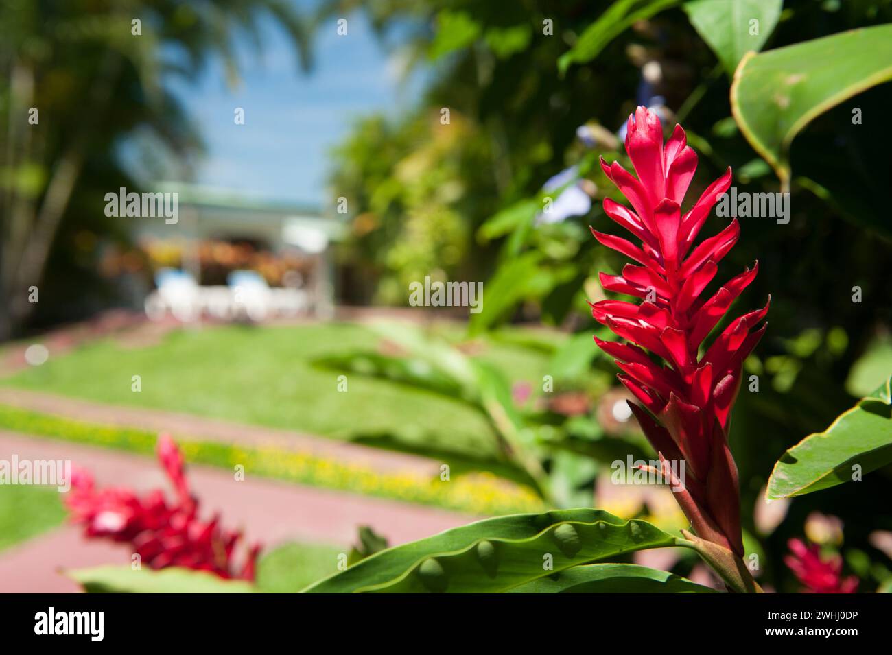 Fauna de costa rica hi-res stock photography and images - Alamy