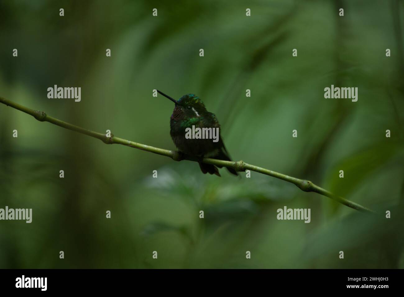 Wildlife santa elena cloud forest reserve hi-res stock photography and ...