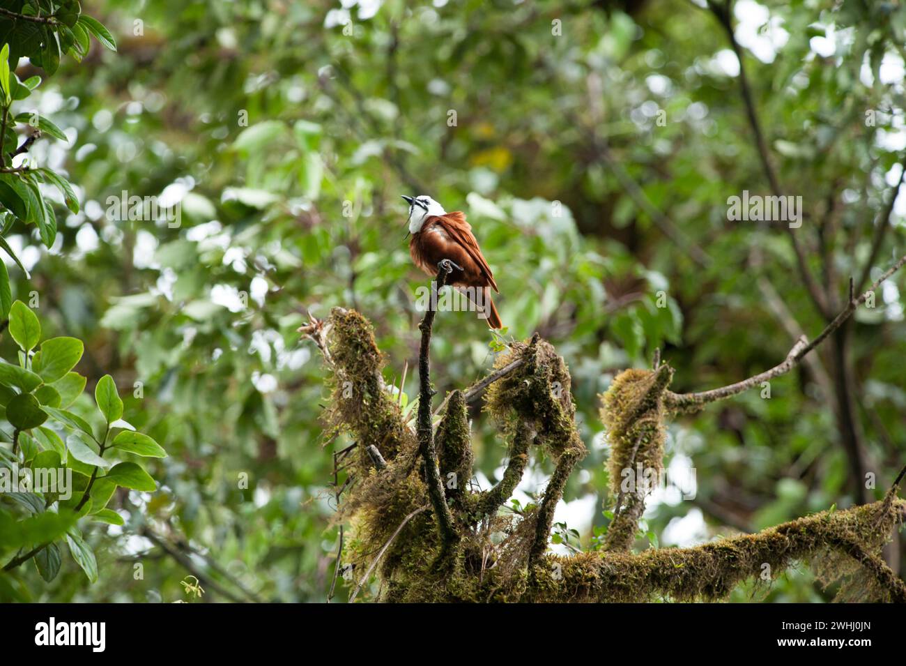 Bellbird costa rica hi-res stock photography and images - Alamy