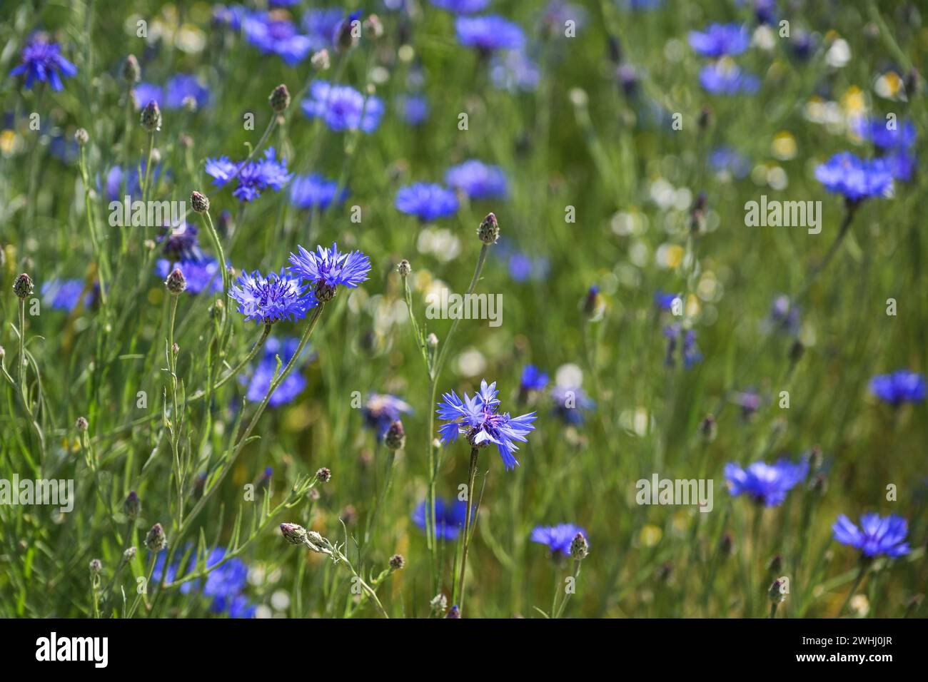 Blue cornflowers (Centaurea cyanus) in a natural meadow, the flower is ...