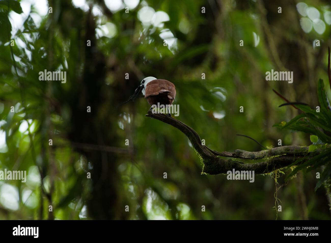Bellbird costa rica hi-res stock photography and images - Alamy