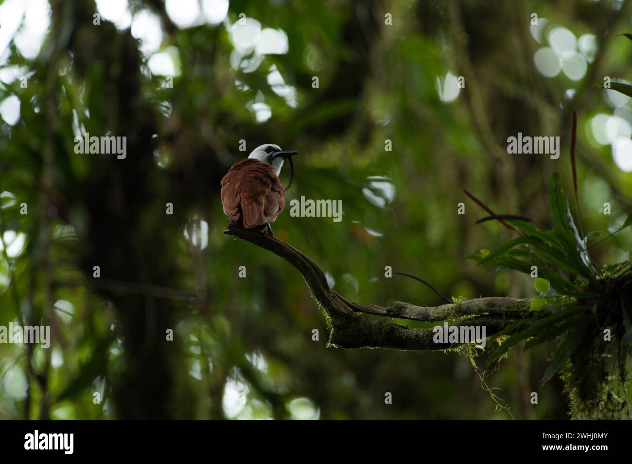 Bellbird costa rica hi-res stock photography and images - Alamy