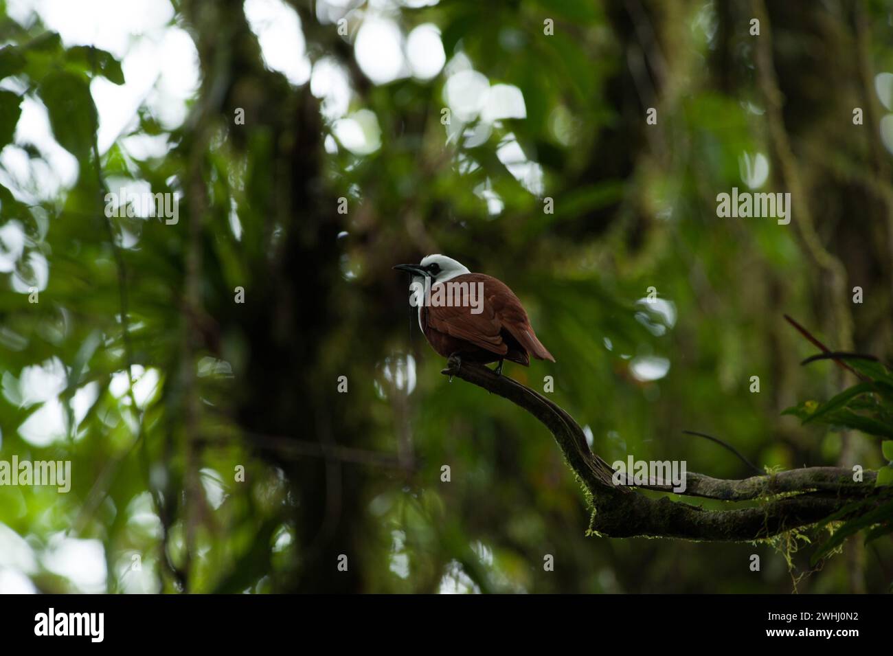Bellbird costa rica hi-res stock photography and images - Alamy