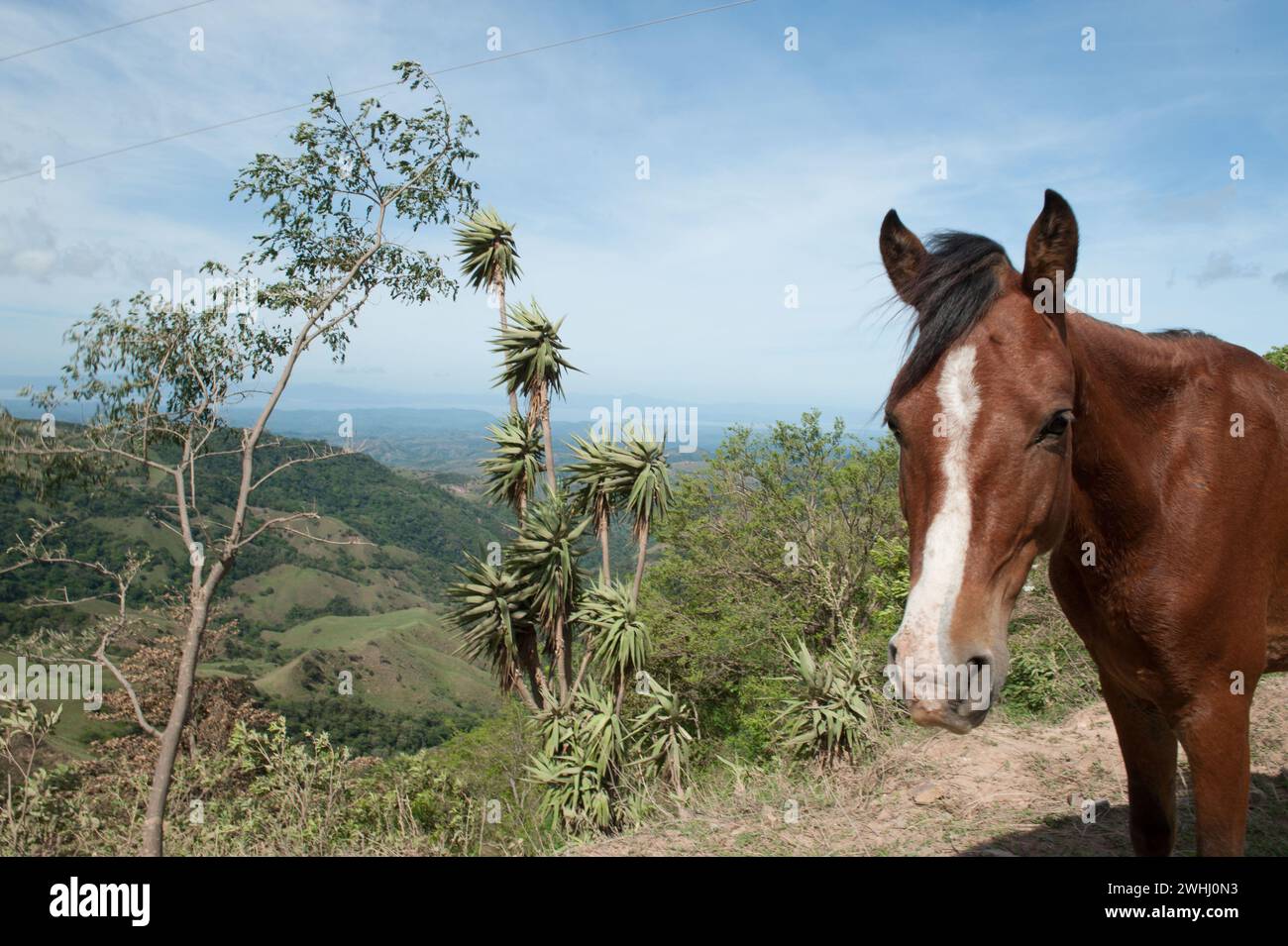 Costa rica landscape flora and fauna hi-res stock photography and ...