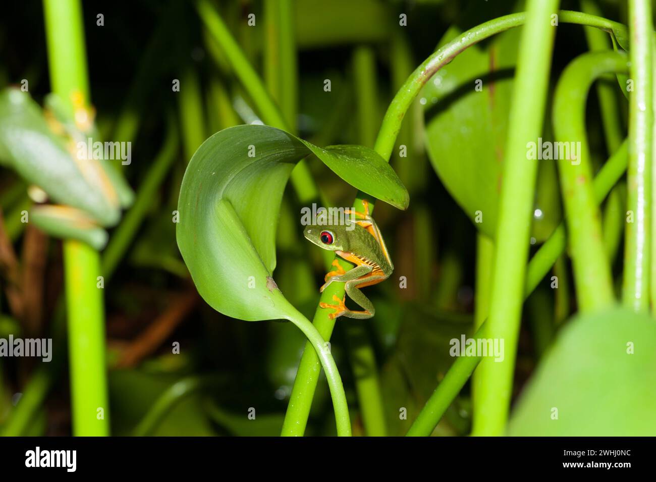 Tree frog observation hi-res stock photography and images - Alamy