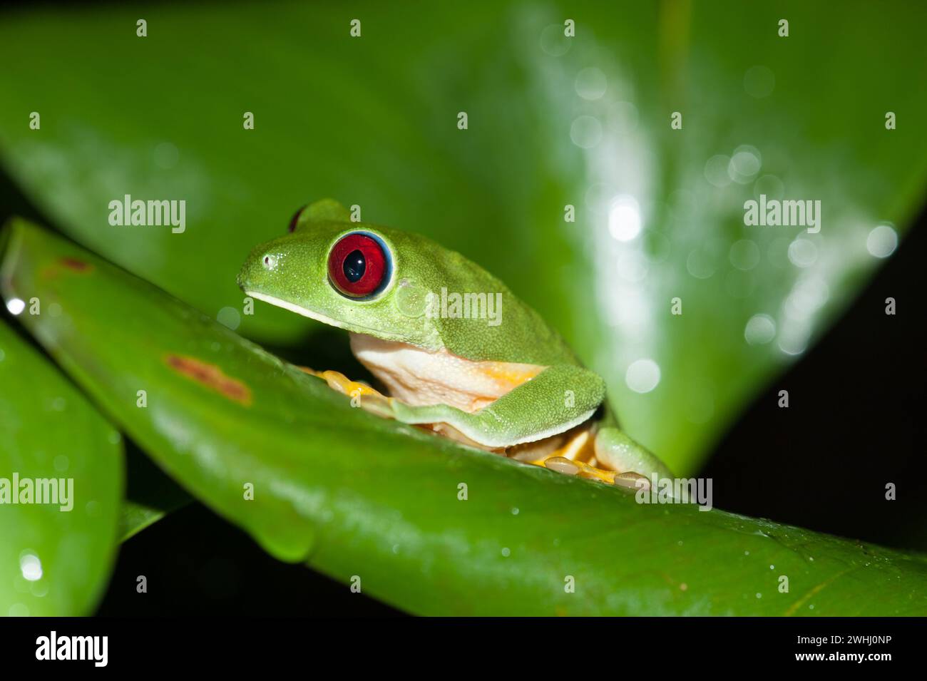 Frog camouflage hi-res stock photography and images - Alamy