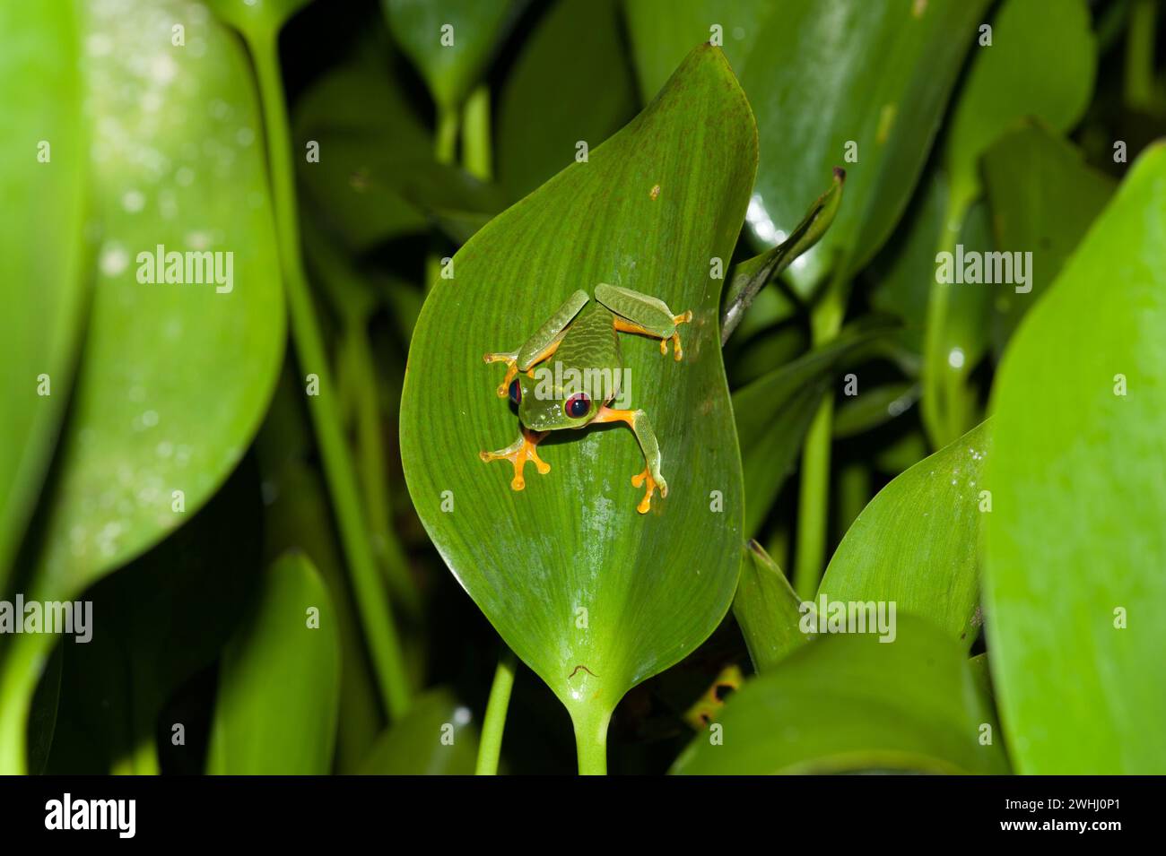 Tree frog observation hi-res stock photography and images - Alamy