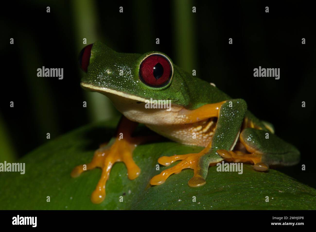 Red eyed tree frog camouflage hi-res stock photography and images - Alamy