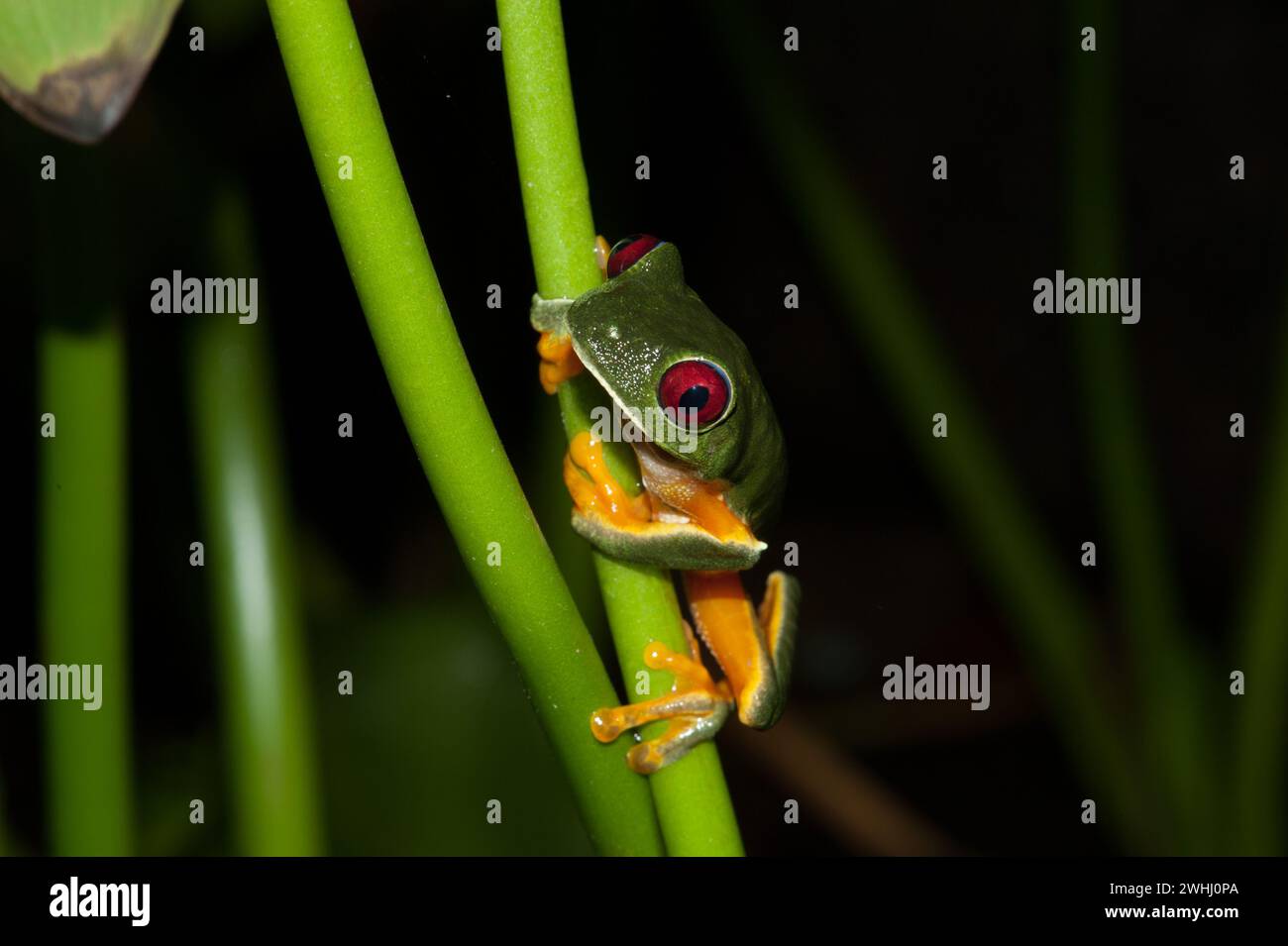 Tree frog observation hi-res stock photography and images - Alamy