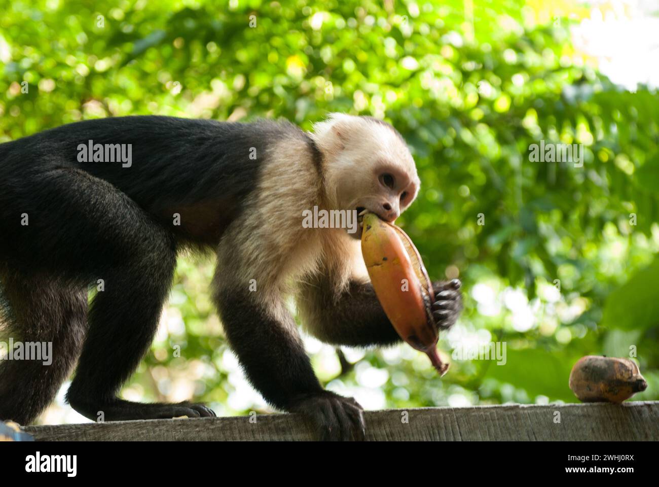 Costa rica white heron hi-res stock photography and images - Alamy