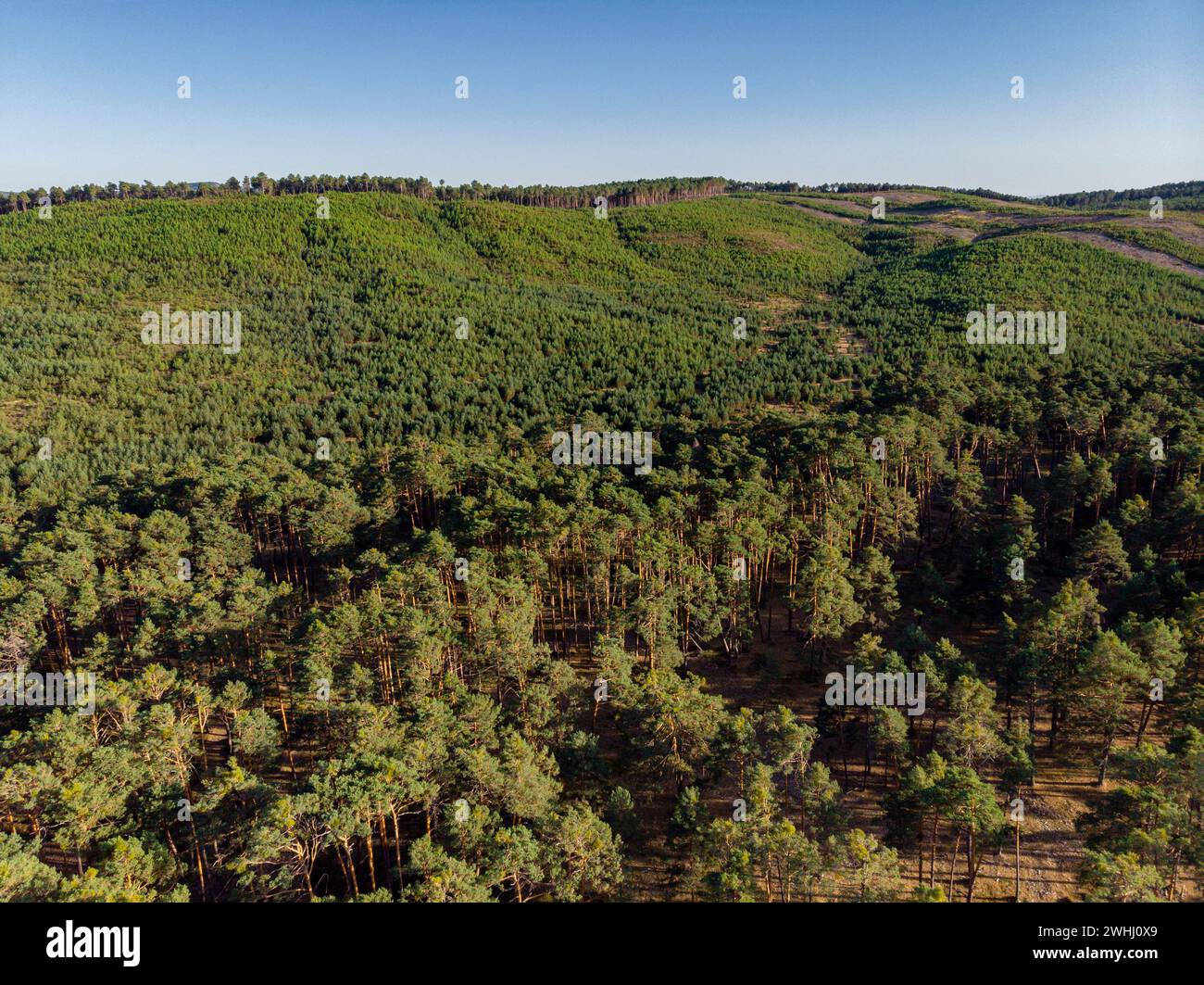 Arboleda del bosque hi-res stock photography and images - Alamy