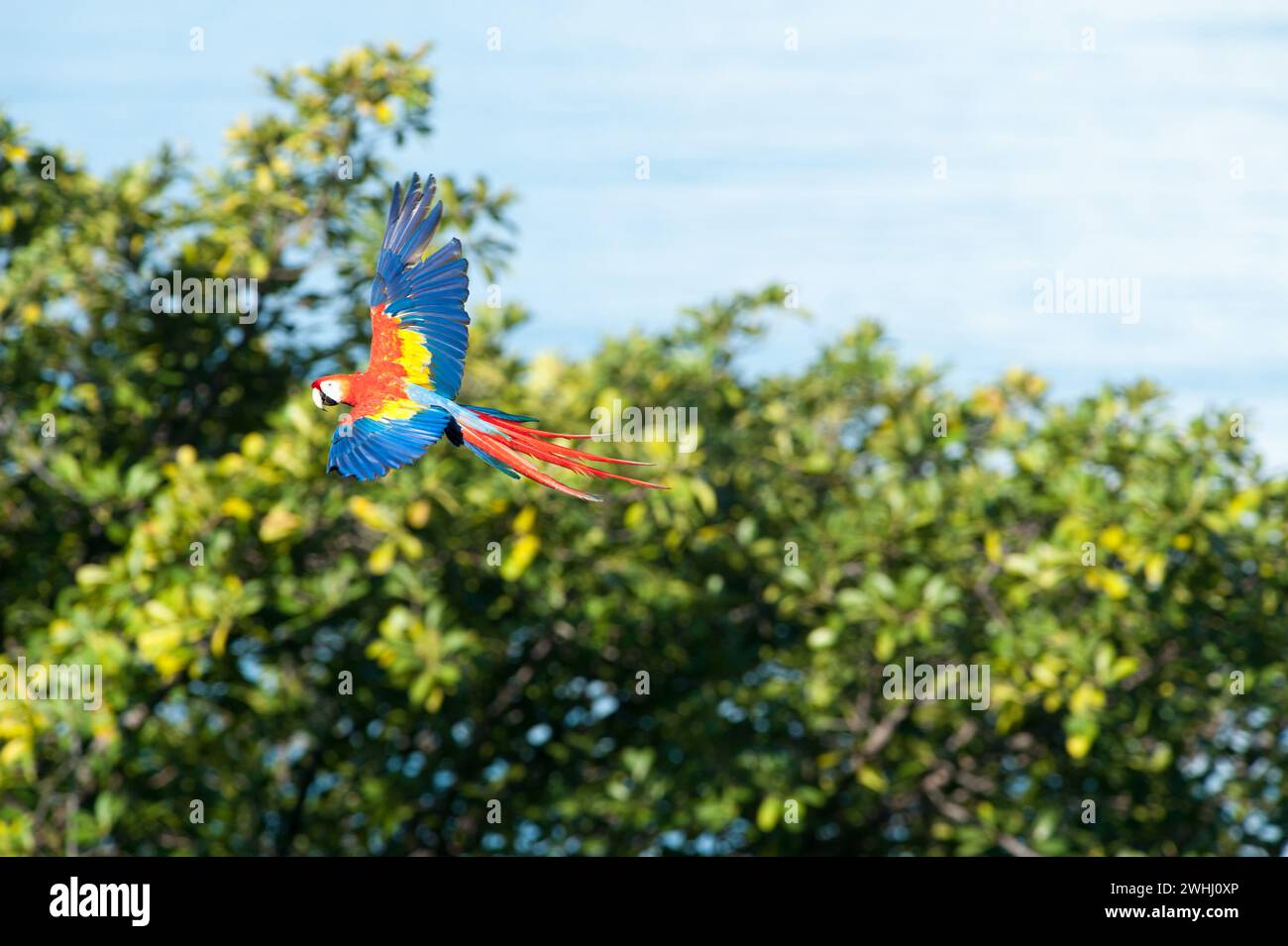 Scarlet Macaw - Costa Rica Stock Photo - Alamy