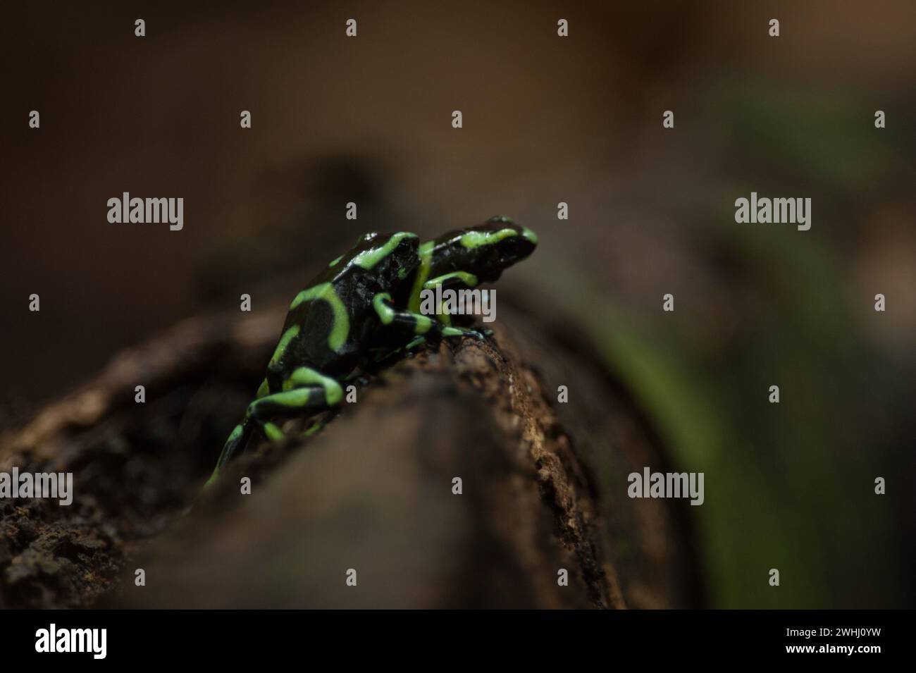 Costa rica wildlife nature hi-res stock photography and images - Alamy