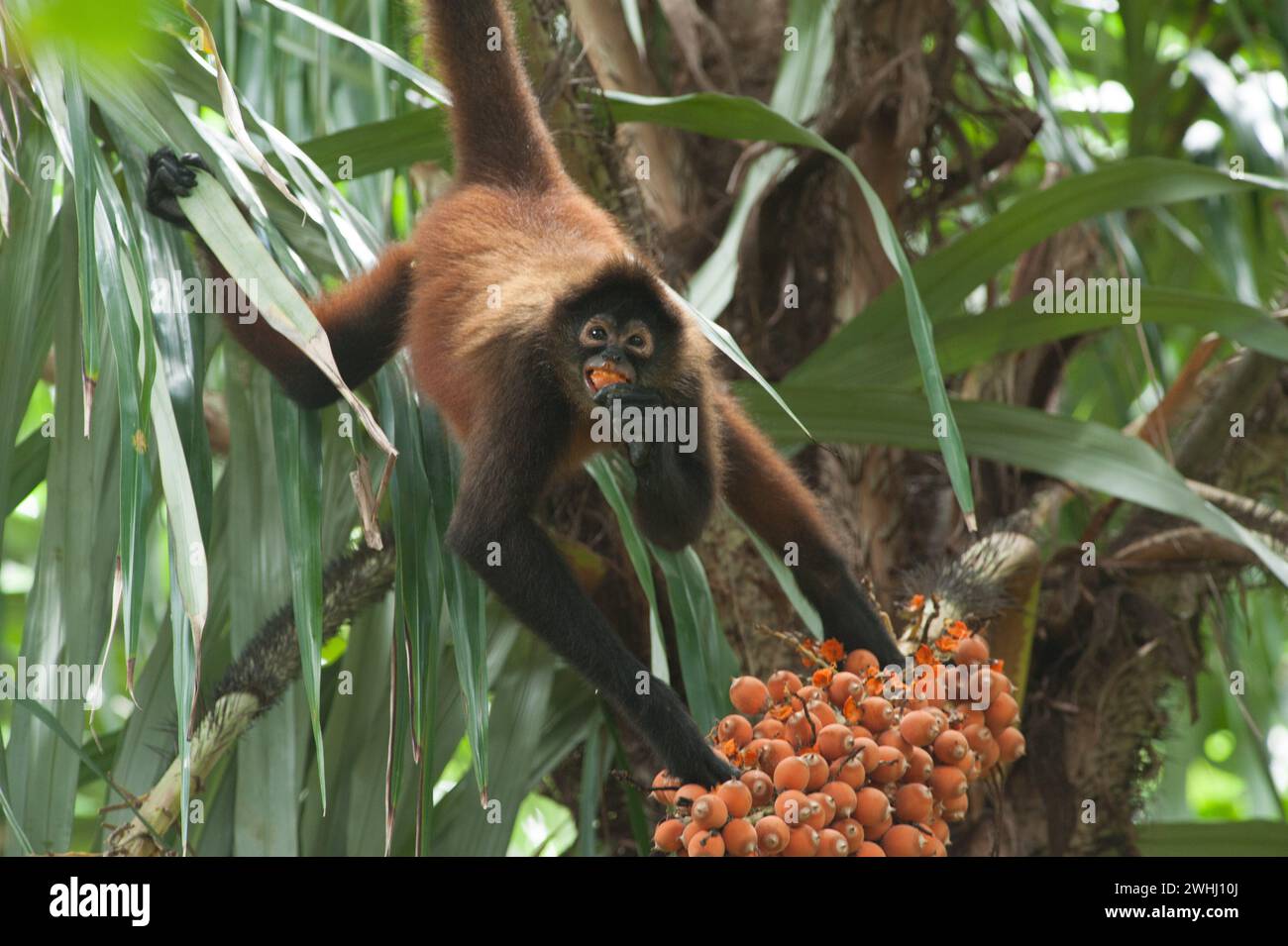 Species: Spider Monkey (Ateles geoffroyi) Location: Corcovado National ...