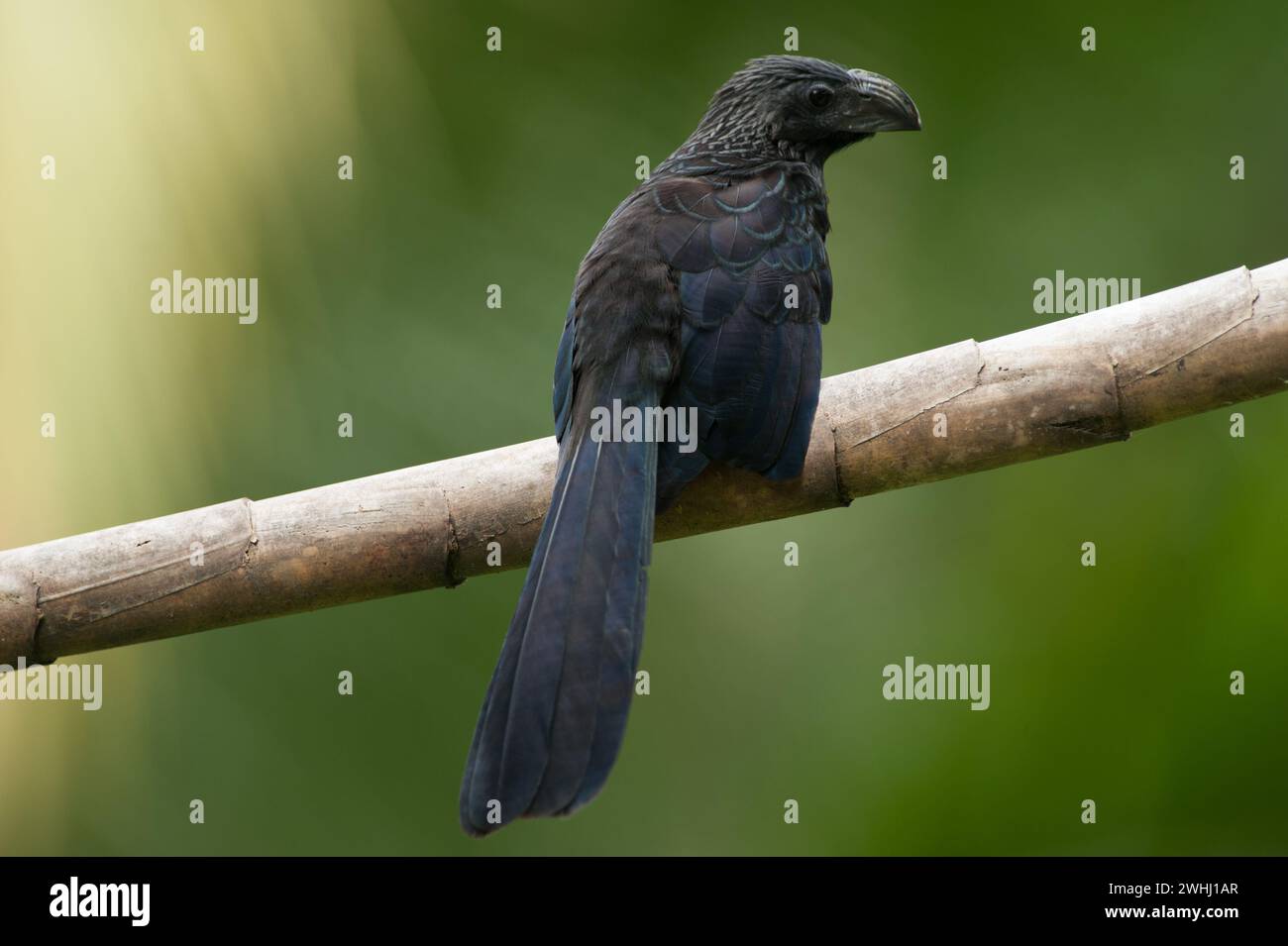 Costa Rica - Birding Stock Photo - Alamy