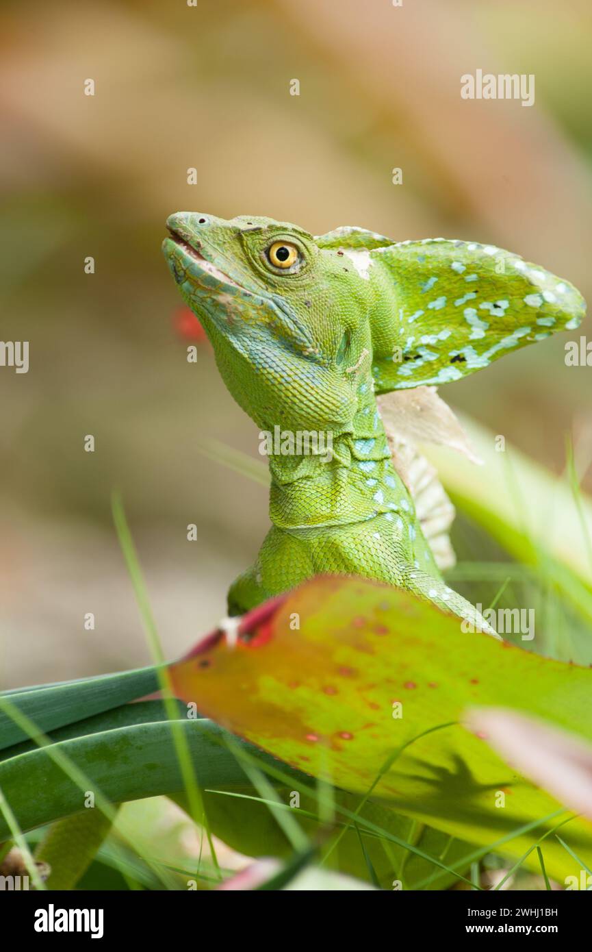 Jesus Christ Lizard Stock Photo - Alamy