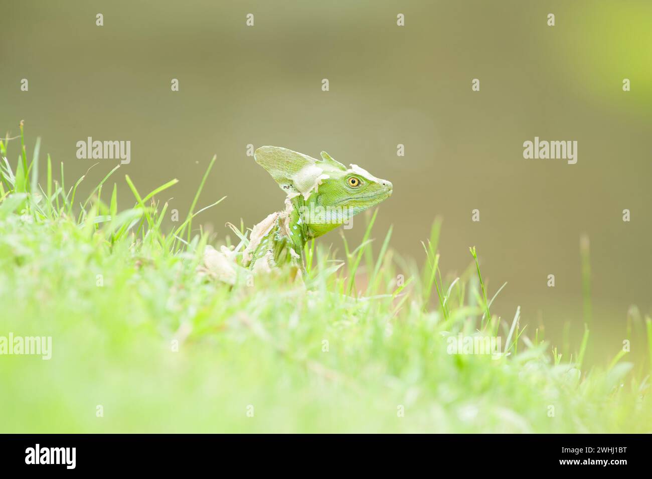 Jesus Christ Lizard Stock Photo - Alamy
