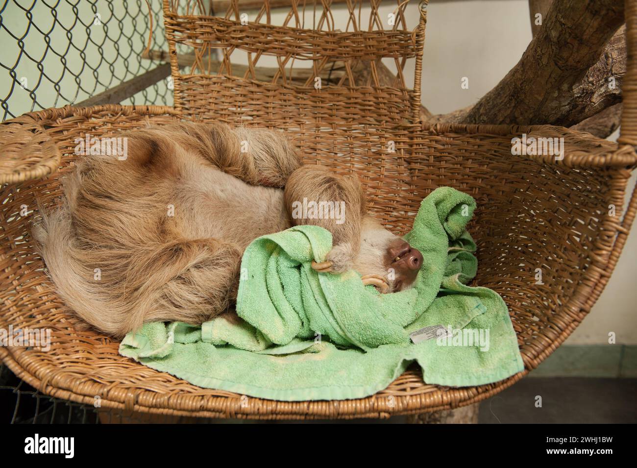 Sloth sanctuary hi-res stock photography and images - Alamy