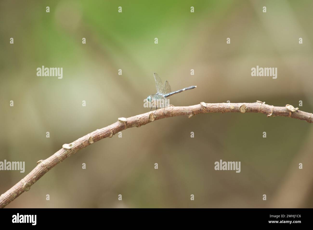 Rare insect spotting hi-res stock photography and images - Alamy