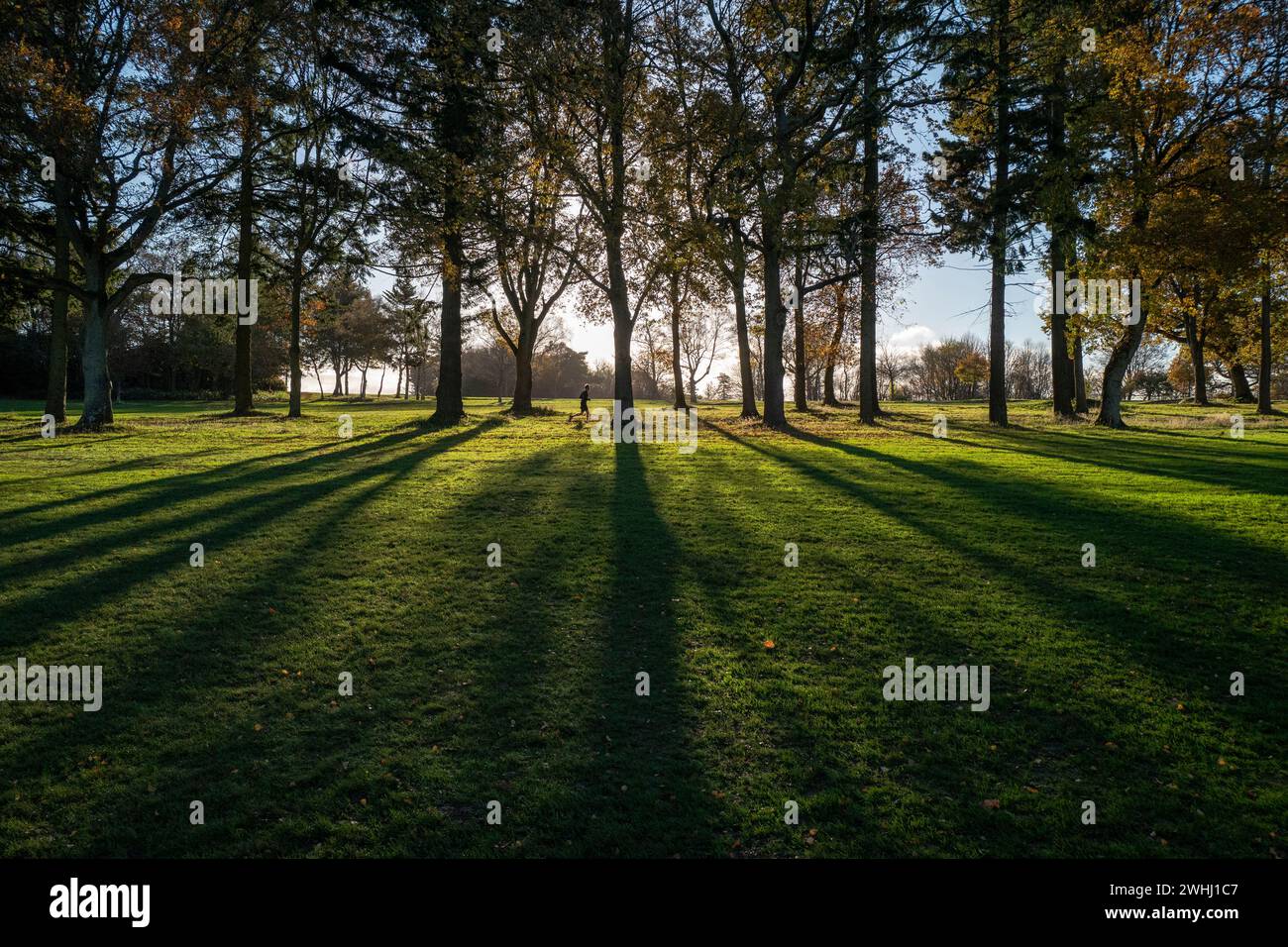 Running between trees hi-res stock photography and images - Alamy