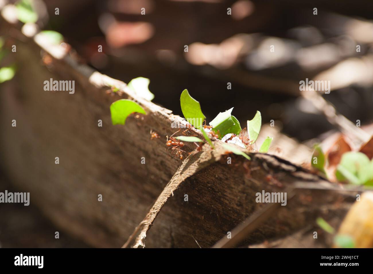 Leaf cutting ant colony hi-res stock photography and images - Alamy