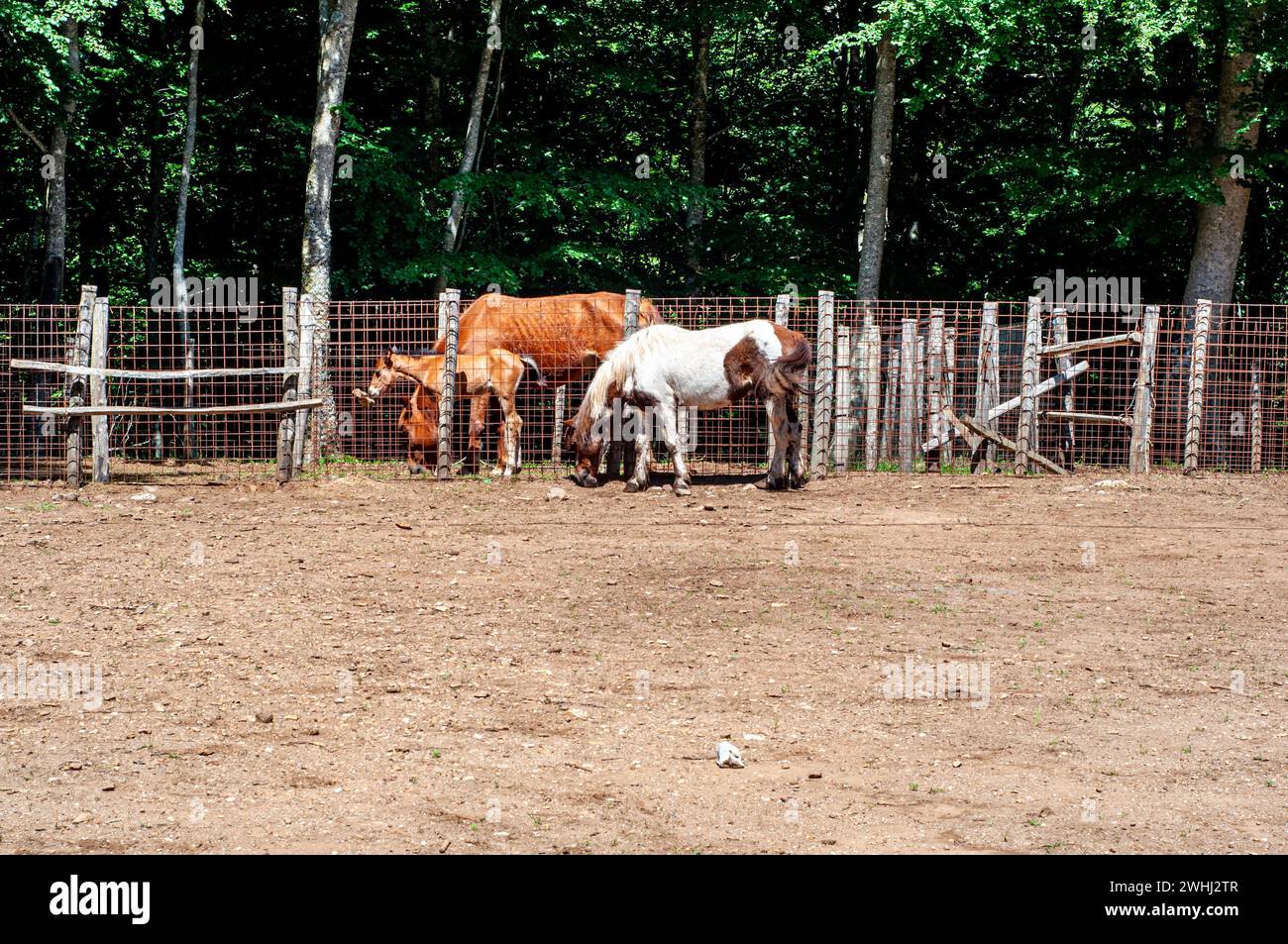 Foal gate hi-res stock photography and images - Alamy