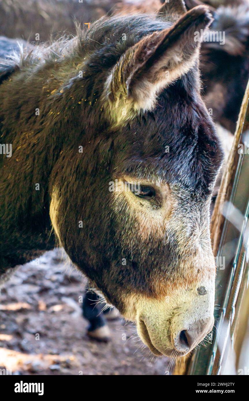 Donkey seen in profile Stock Photo - Alamy