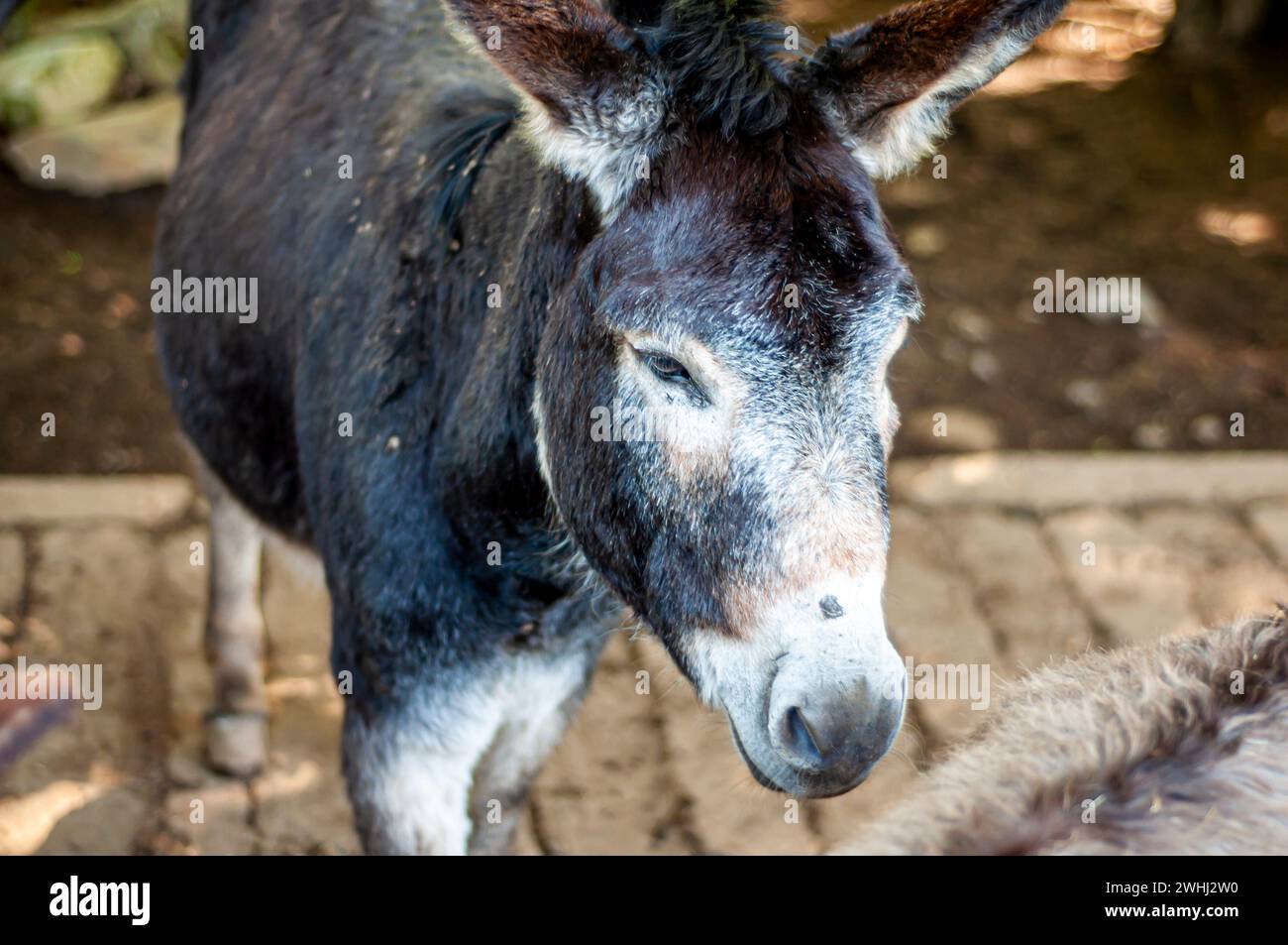 Mule breeding hi-res stock photography and images - Alamy