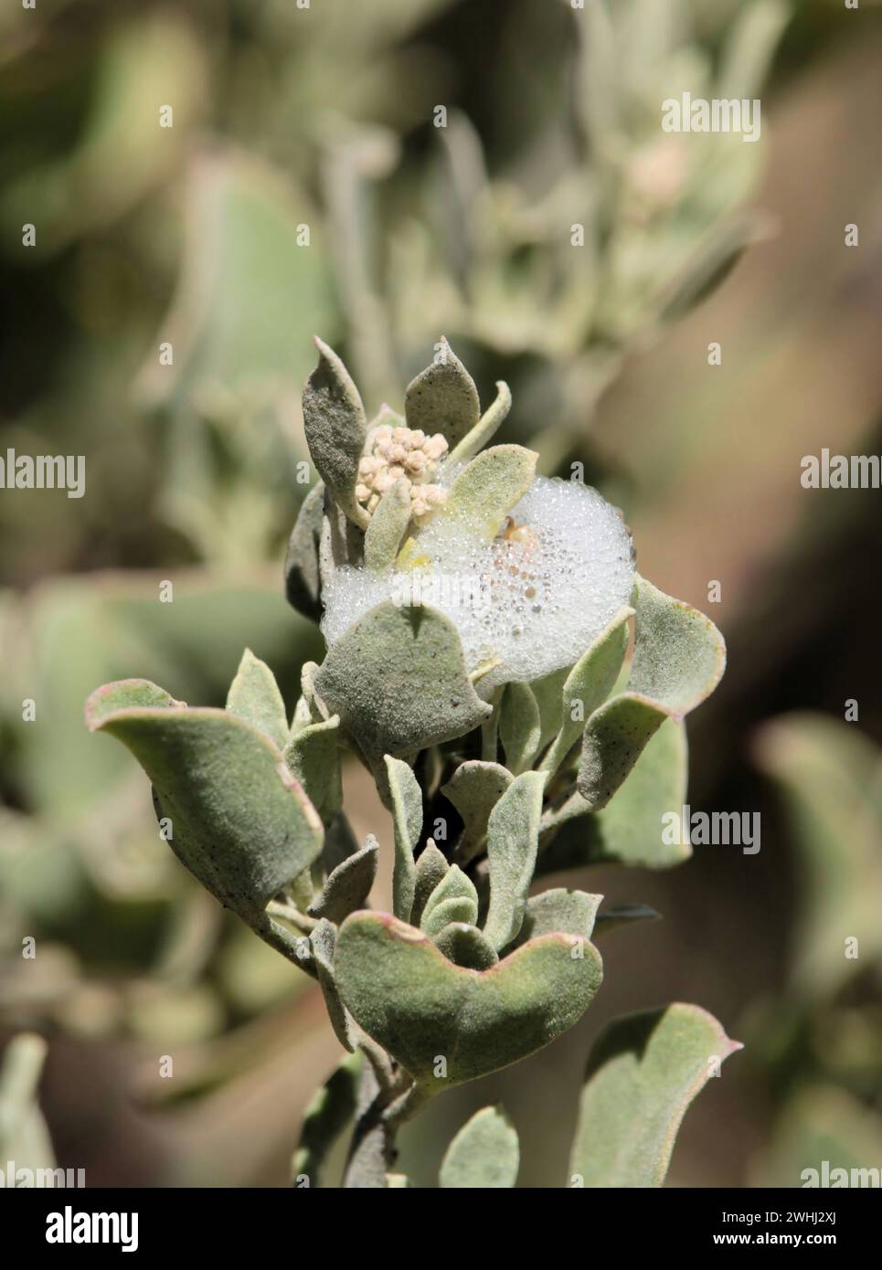 Spittlebug (Aphrophoridae) instar in nest, South Australia Stock Photo ...