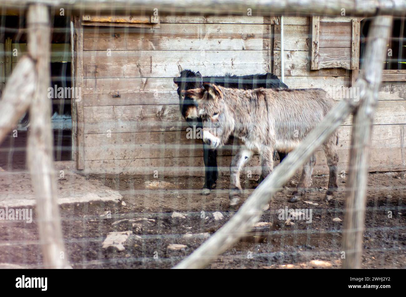 Breeding stable hi-res stock photography and images - Alamy