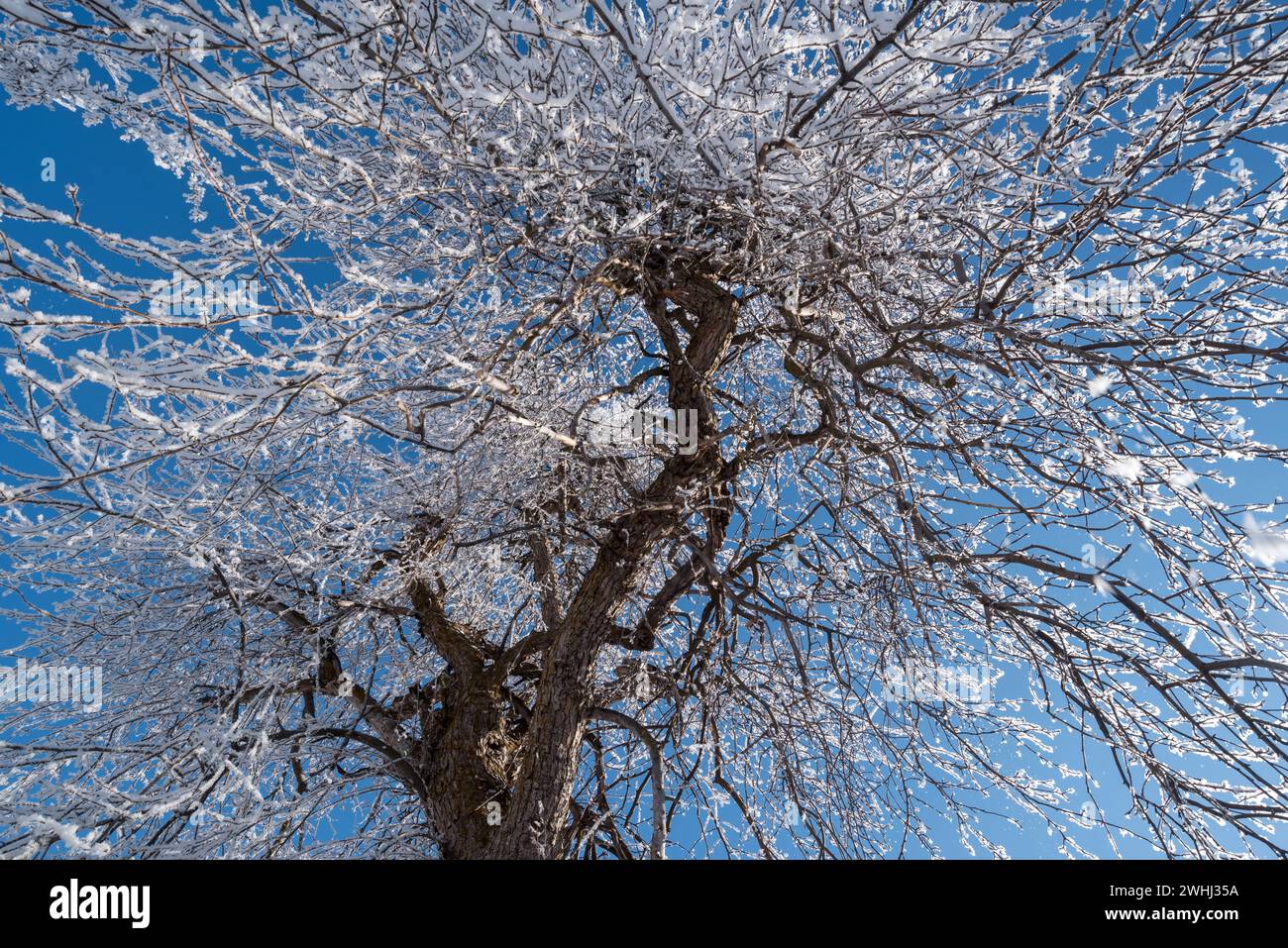 Frosty apple tree hi-res stock photography and images - Alamy