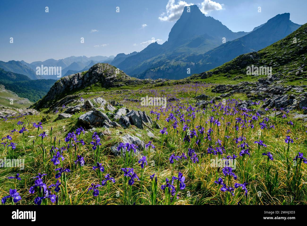 Ayous pyrenees hi-res stock photography and images - Alamy
