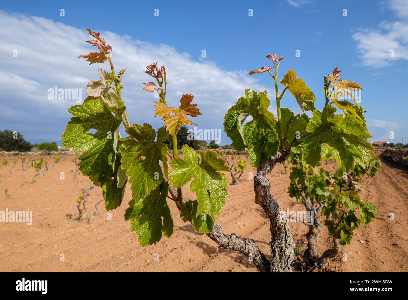 Strains hi-res stock photography and images - Alamy