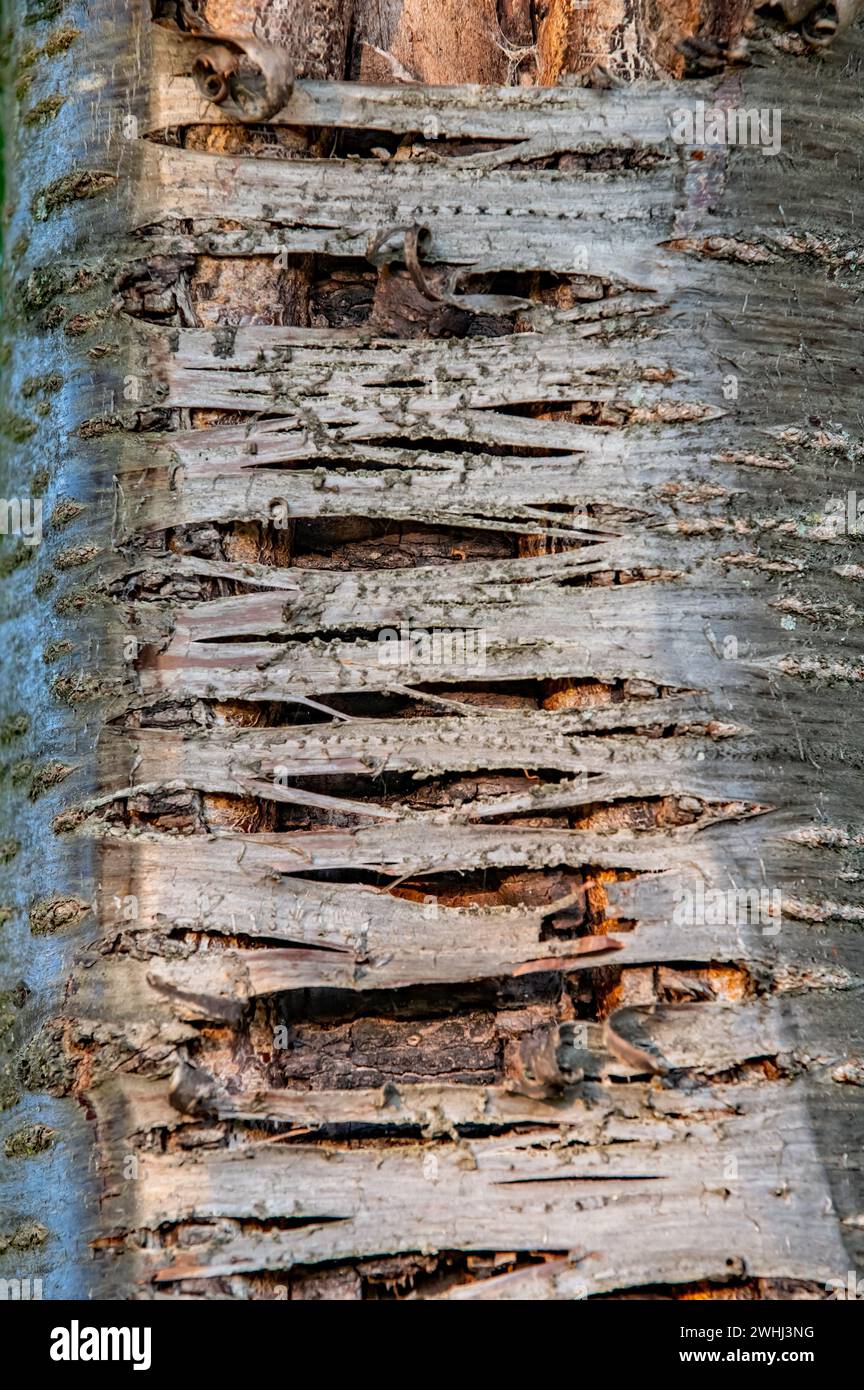 Shiny ringelbark hi-res stock photography and images - Alamy