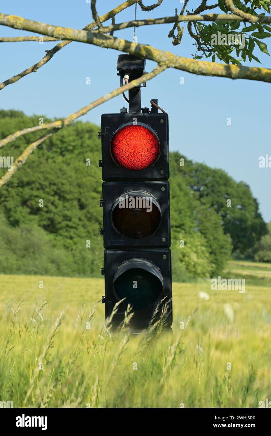 Traffic light tree hi-res stock photography and images - Alamy
