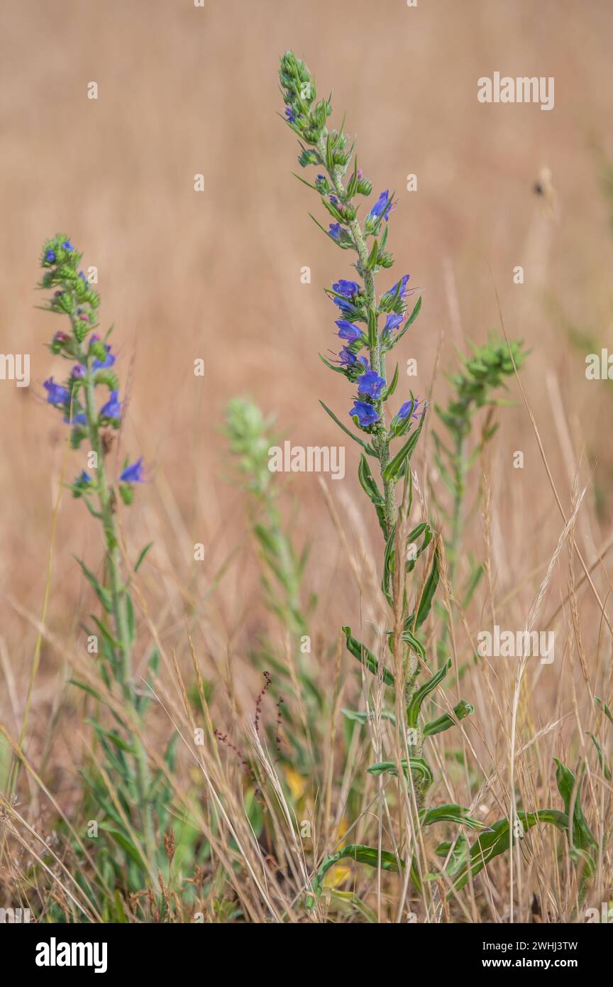 Blue Viper Bugloss Stock Photo - Alamy
