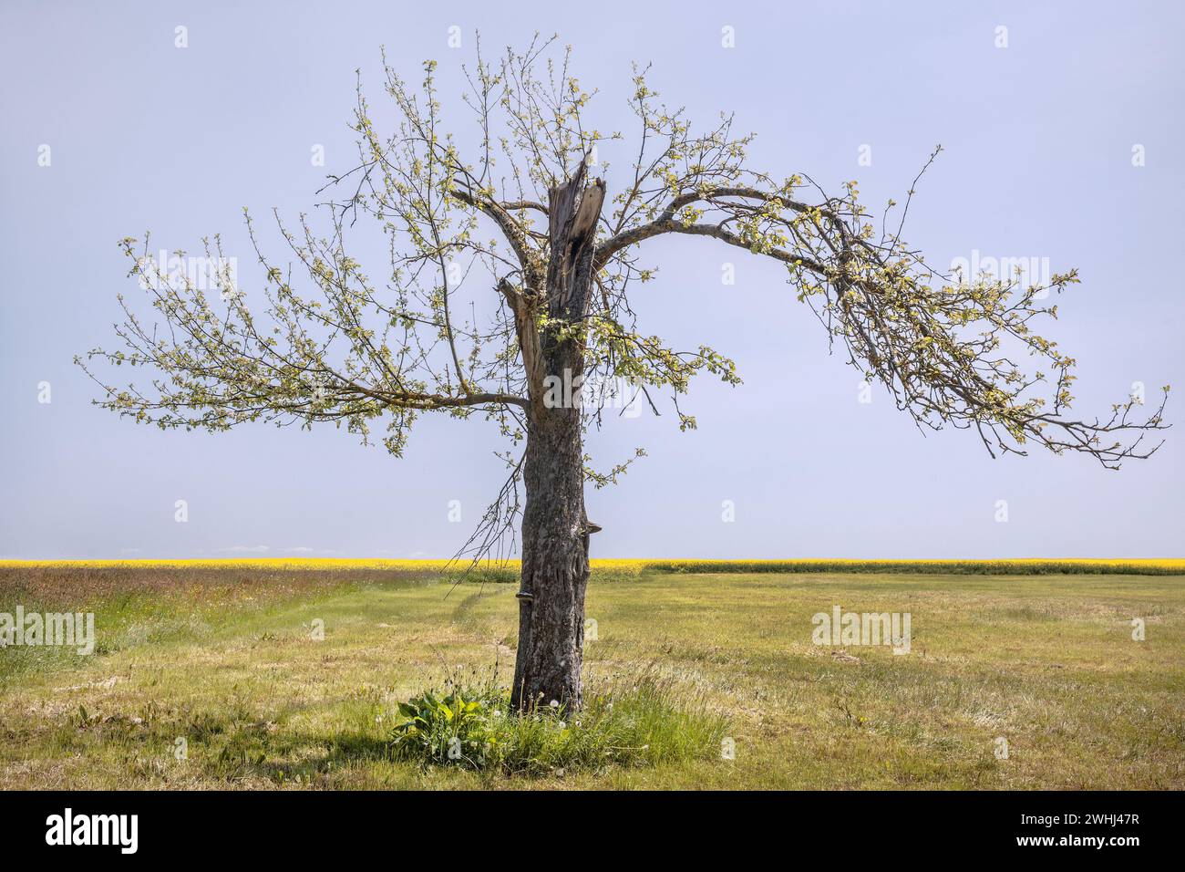 The lonely tree without a crown Stock Photo - Alamy