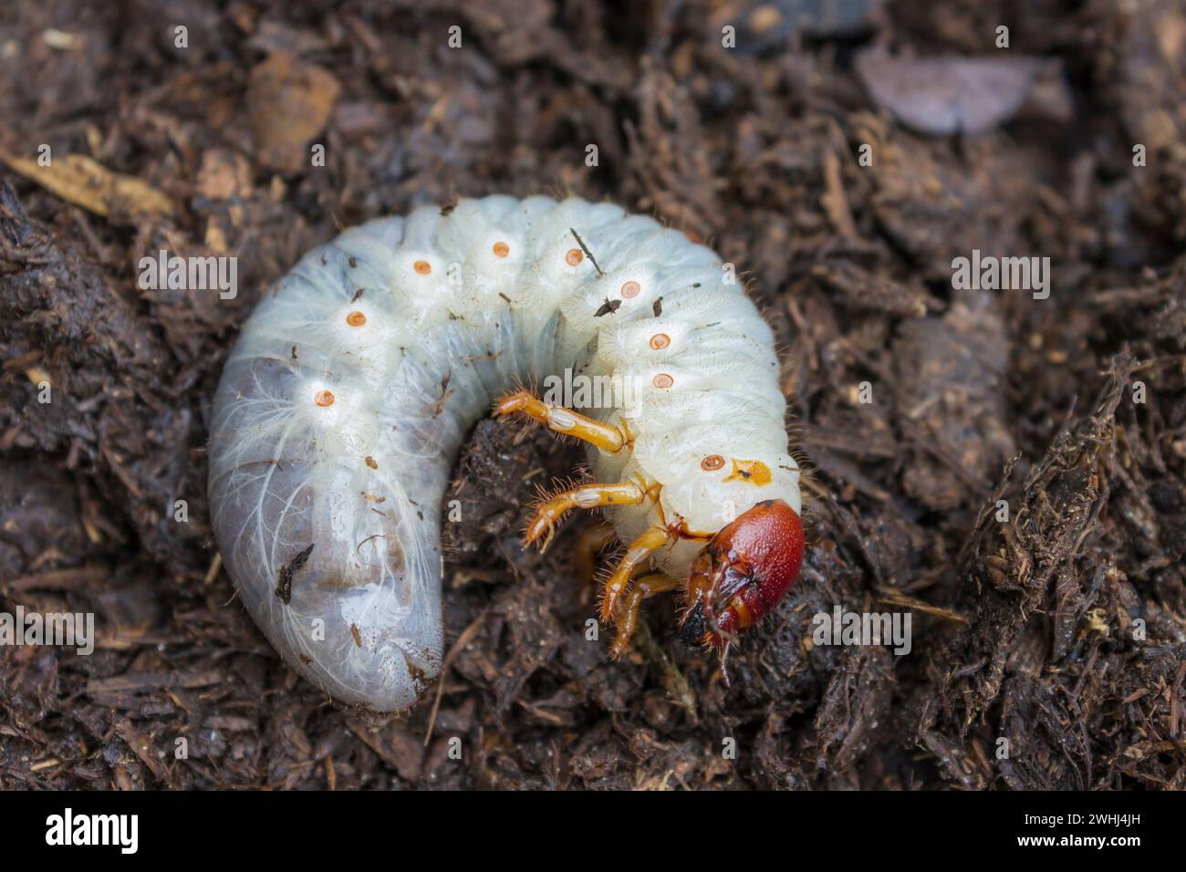 May beetle larva in compost. It is a pest of crops Stock Photo - Alamy
