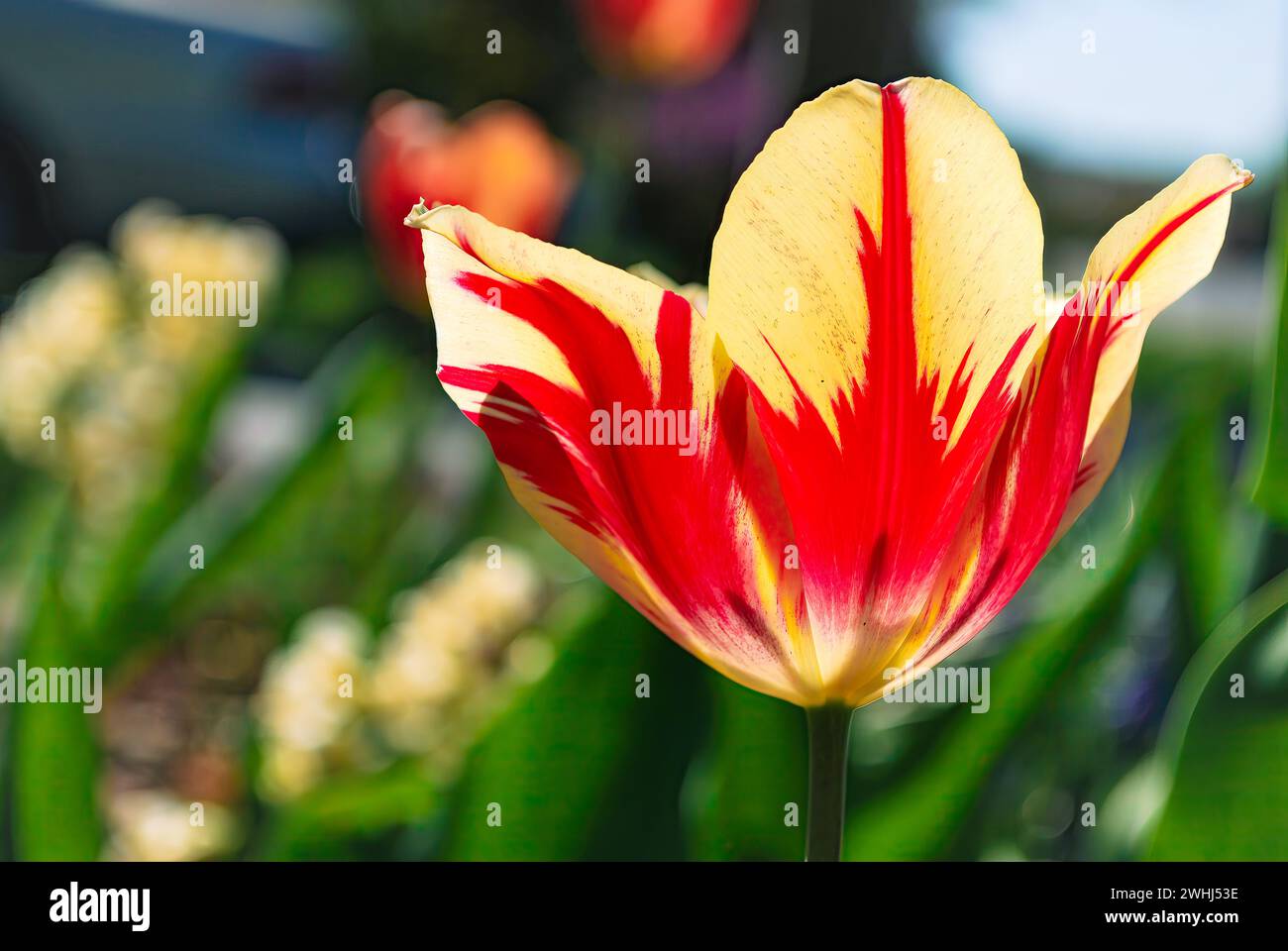 Close-up of Broken Red Tulip with A Yellow Ground, in the front yard ...